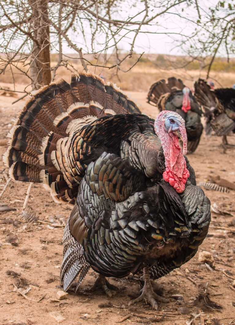 Turkey Bird 5 Blank Template – Imgflip throughout Blank Turkey Template ...